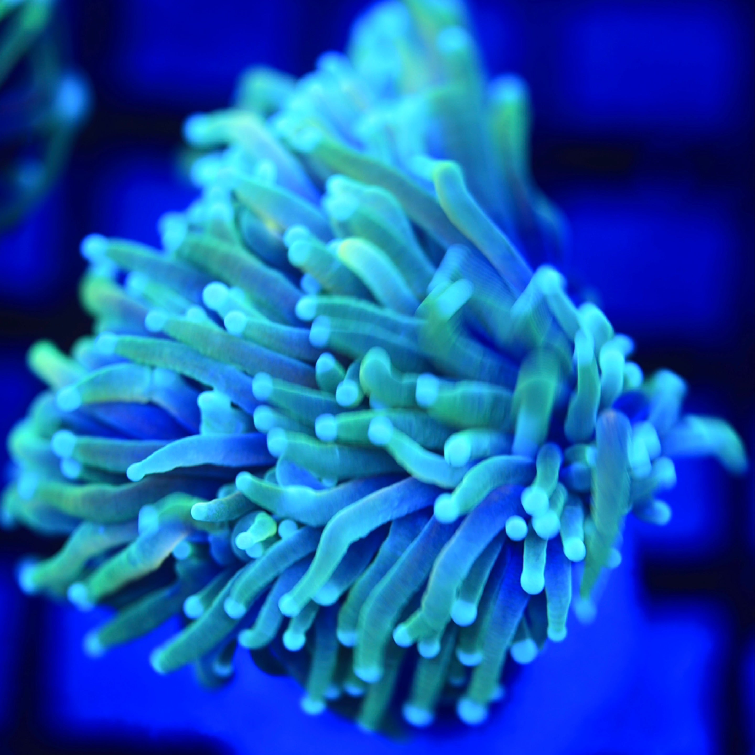 Ultra Hellfire Torch | Zayne Reef Co