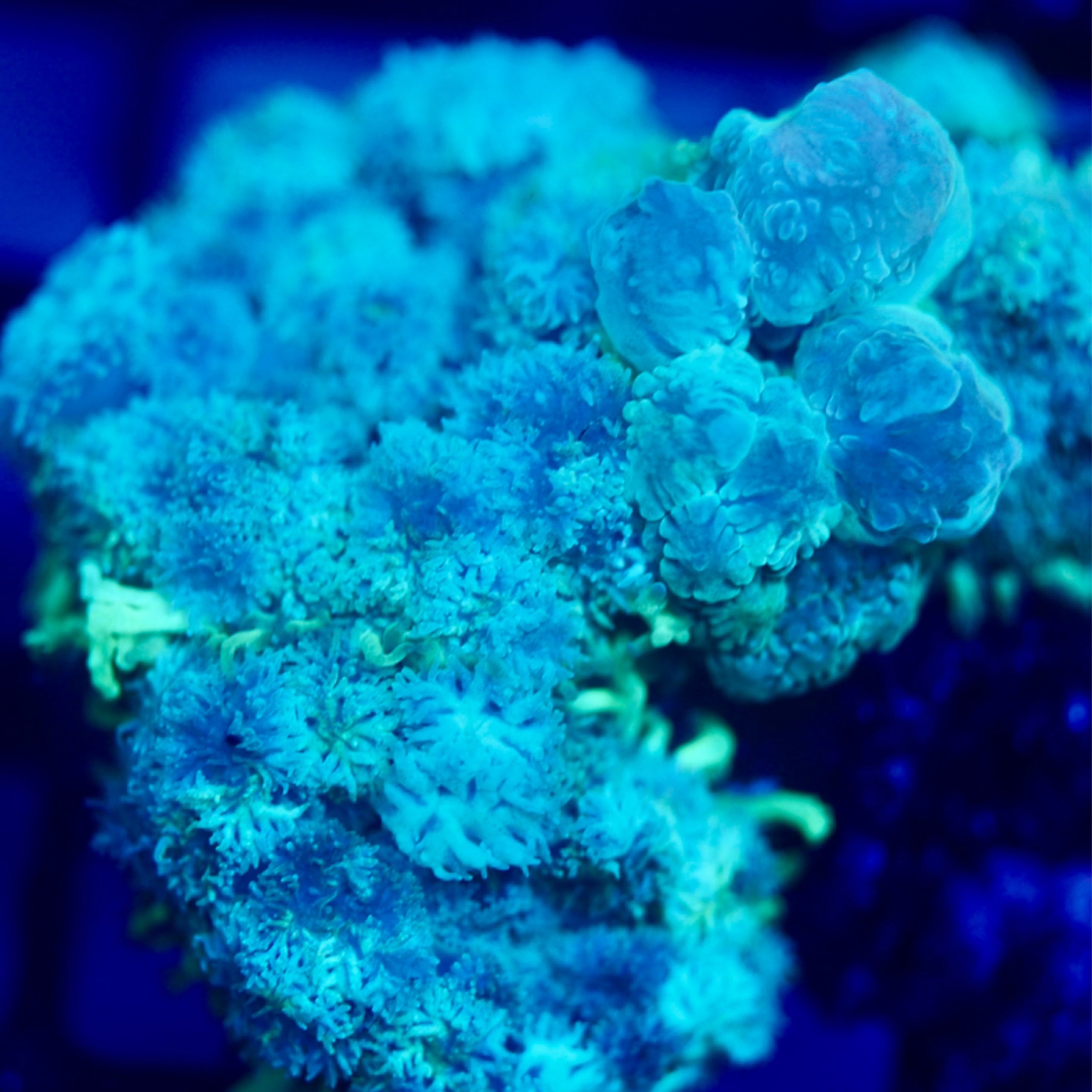 Infinity Bounce Mushroom | Zayne Reef Co